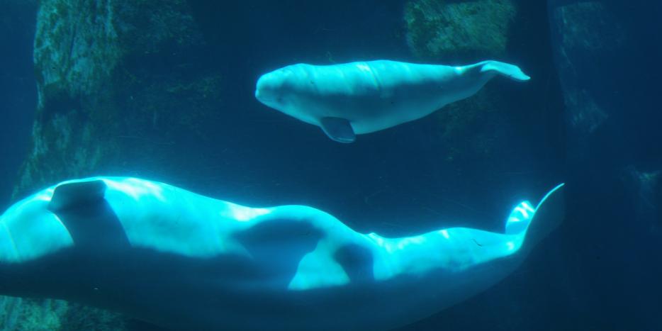 Kina sender to hvidhvaler til Island | KNR