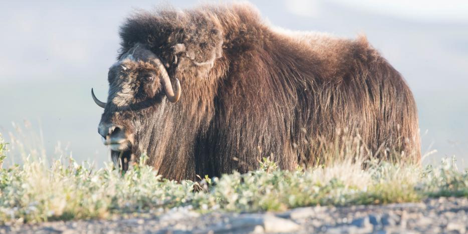 Forskning: Usikkerhed om antallet af moskus i Grønland | KNR