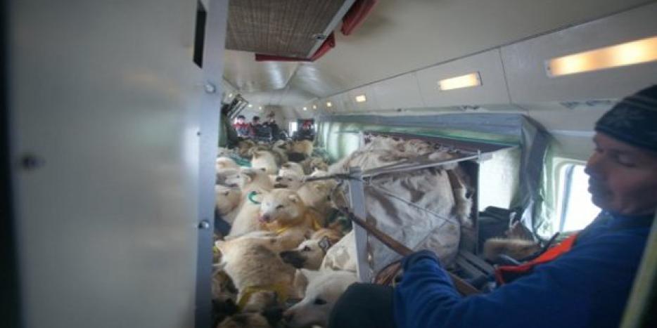 Flyvende slædehunde | KNR